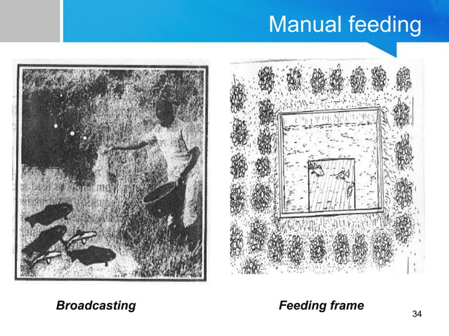 Fish value chain 2 | PDF | Agriculture | Industries