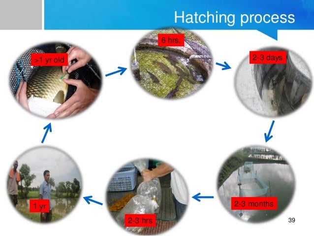 Fish value chain 2