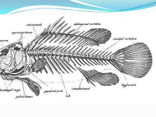 Fish vertebral column | PPTX