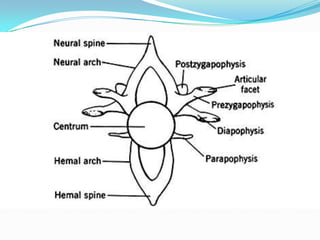 Fish vertebral column | PPTX