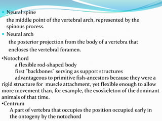 Fish vertebral column | PPTX