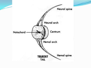 Fish vertebral column | PPTX