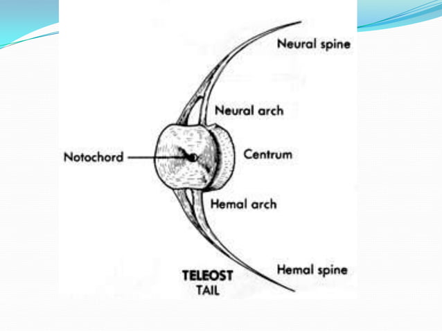 Fish vertebral column | PPTX