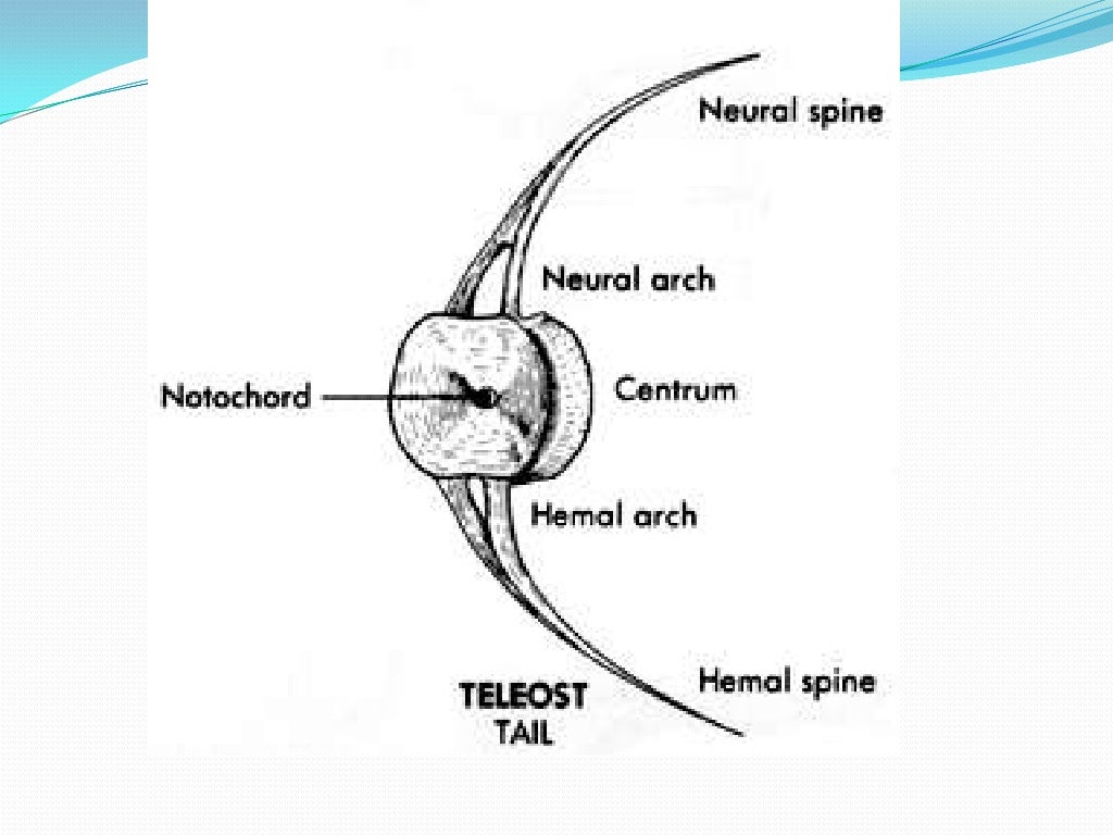 Fish vertebral column