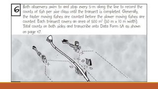 Fish Visual Census guide in identifying (1).pdf | Fish and Aquariums | Pets
