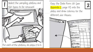 Fish Visual Census guide in identifying (1).pdf | Fish and Aquariums | Pets