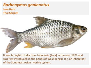 Fish of North bengal Vol.iii