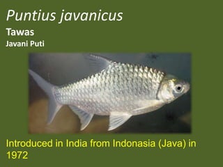 Fish of North bengal Vol.iii