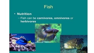 Fish year 3 | PPT