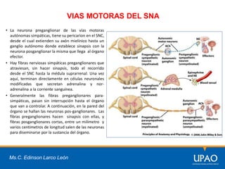Fisio - SISTEMA NERVIOSO AUTONOMO | PDF
