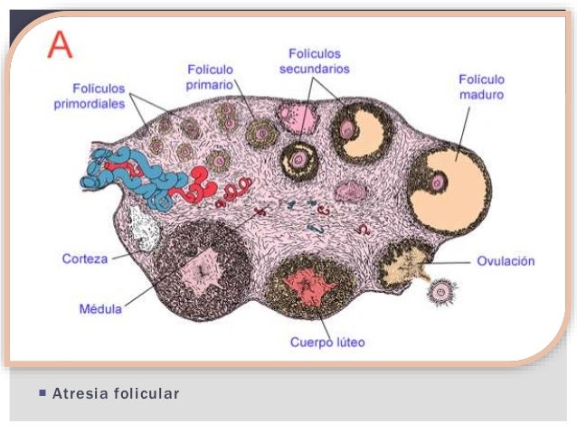 TESTICULOS Y OVARIOS FISIOLOGIA
