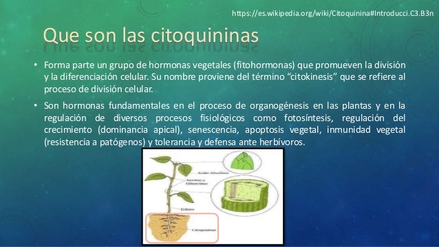 Citoquininas