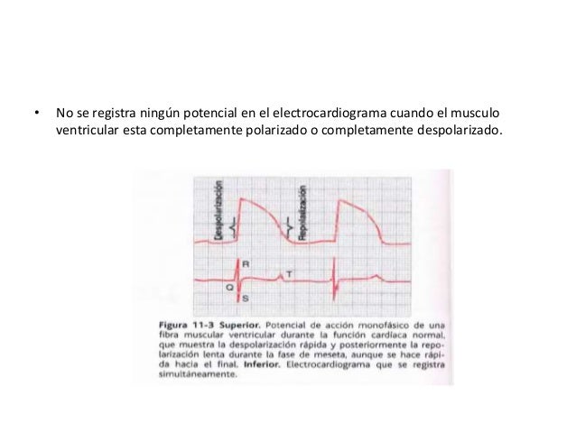 Electrocardiograma Normal-Fisiologia de Guyton