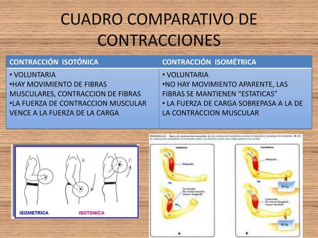Fisio tipos de contracción muscular