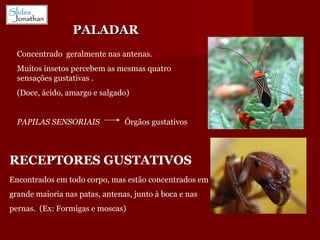 Insetos - Paladar e Olfato | PPT