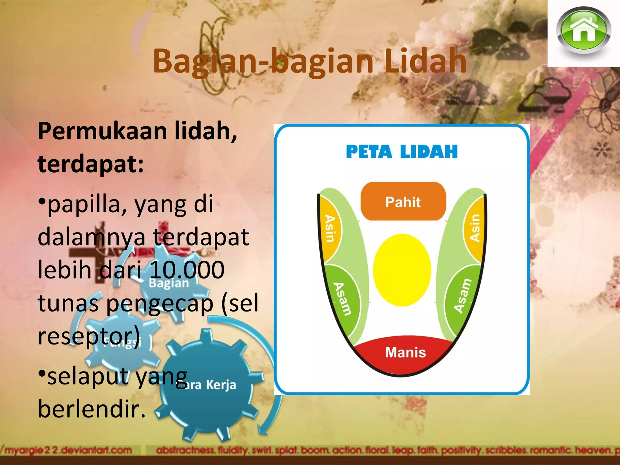 Fisio anatomi (indera pengecap) | PPS