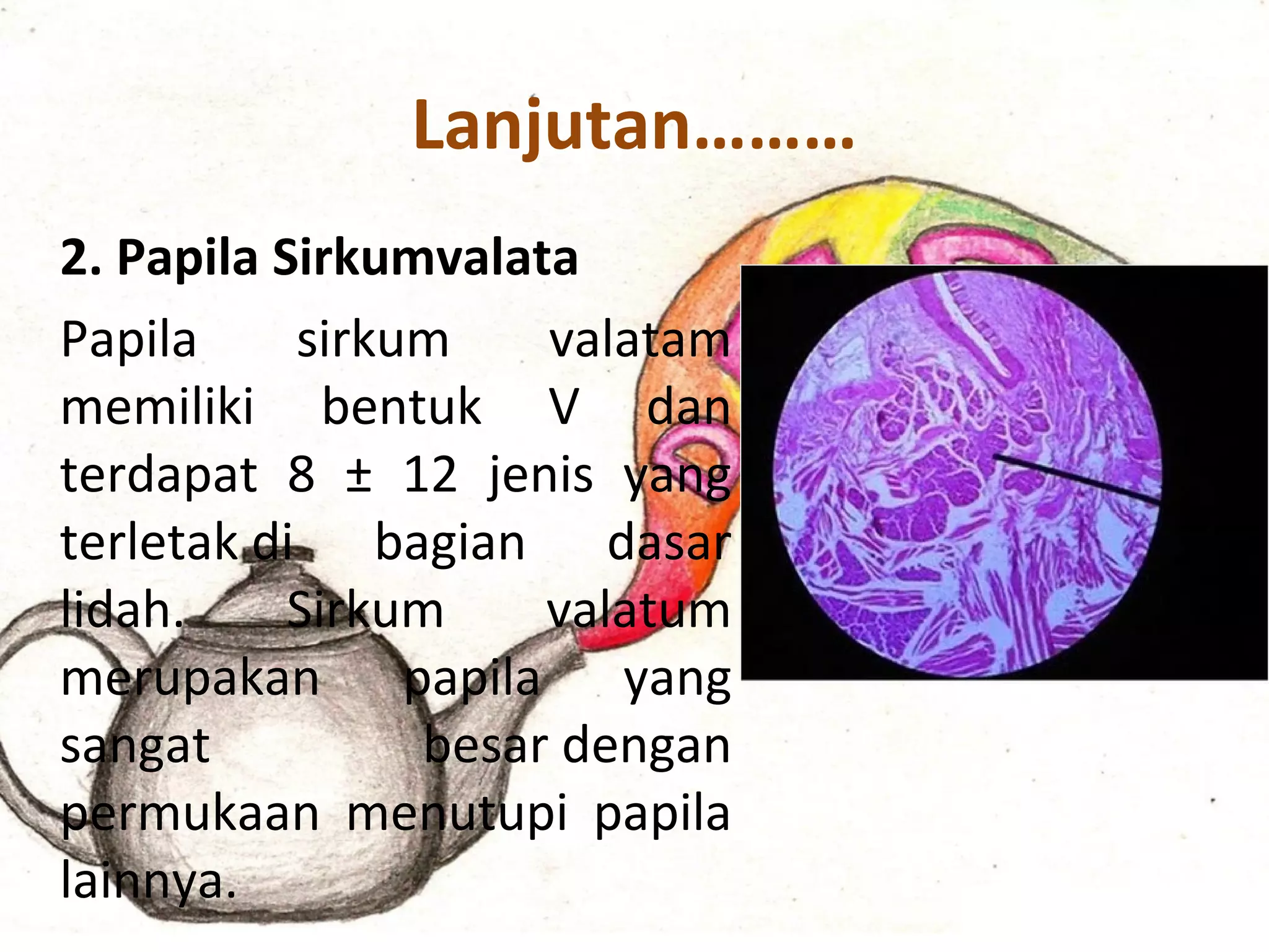 Fisio anatomi (indera pengecap) | PPS