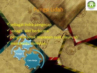 Fisio anatomi (indera pengecap) | PPS