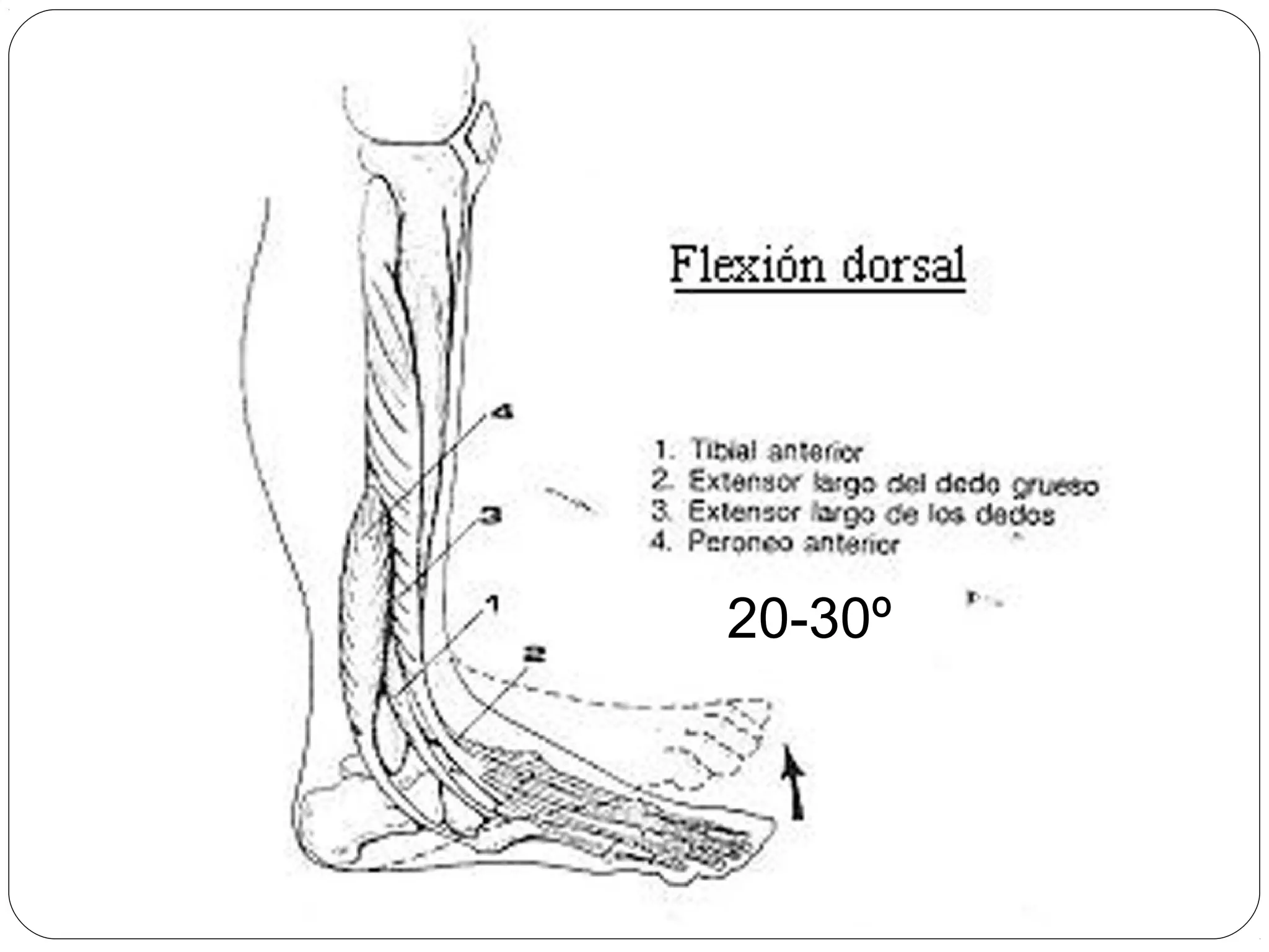 Fisioarticular tobillo | PPT