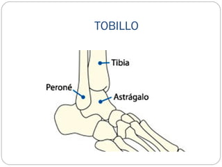 Fisioarticular tobillo | PPT