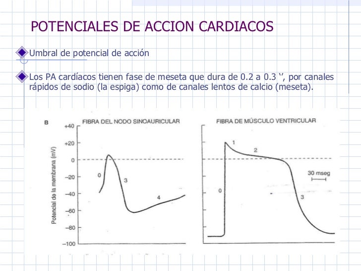 Fisiologia Cardiovascular