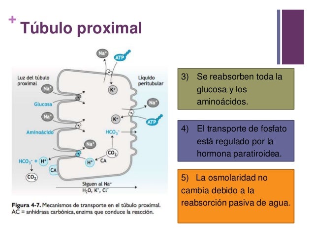 Fisiología renal