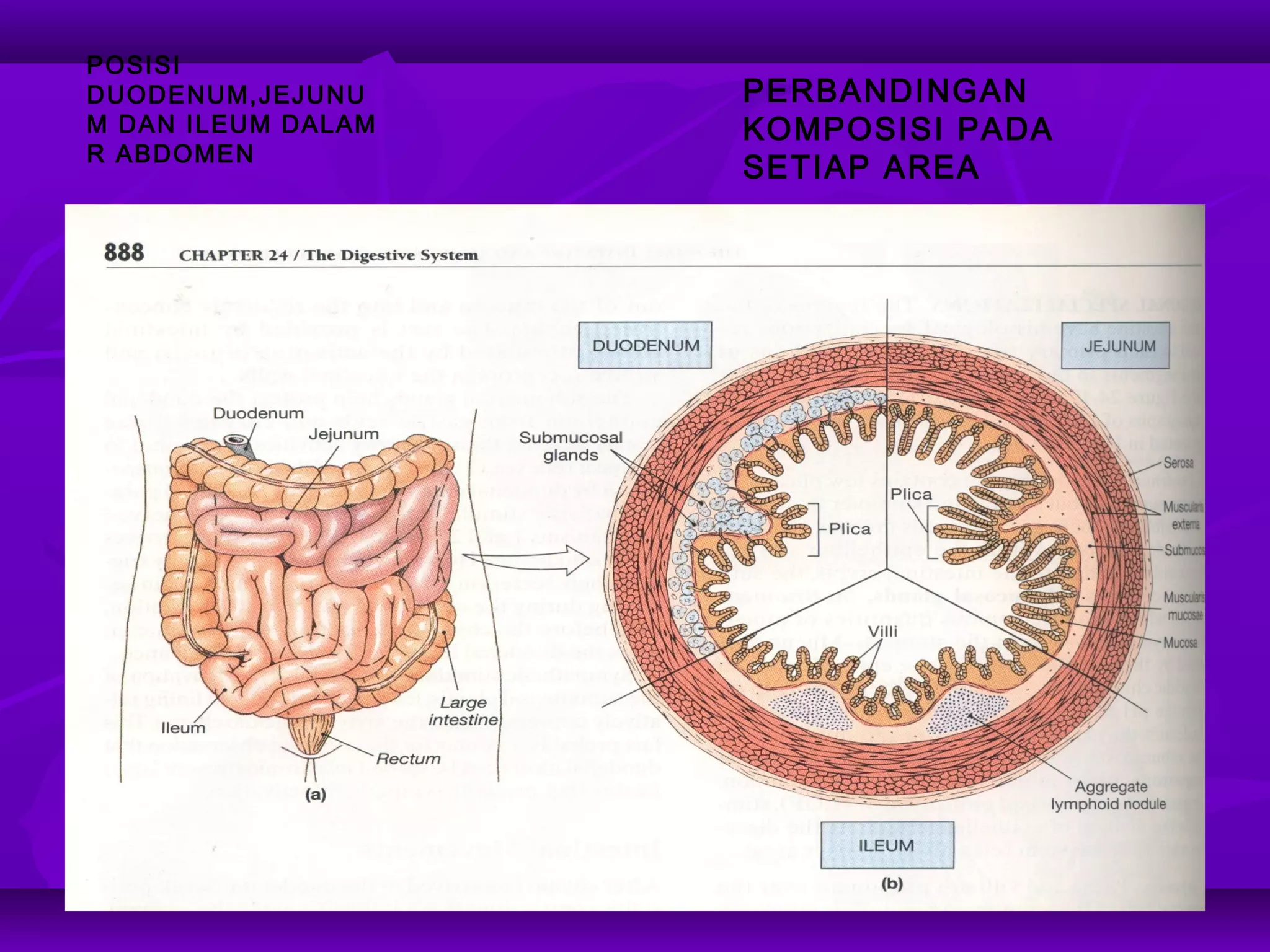 Fisiologi gastro intestinal traktus | PPT