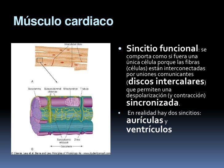 MUSCULO CARDÍACO: El corazón como bomba y la función de las válvulas ...