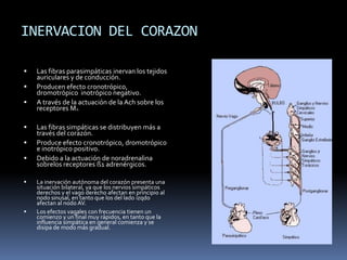 Unidad 1. Corazon - Fisiologia del Musculo Cardiaco | PPTX