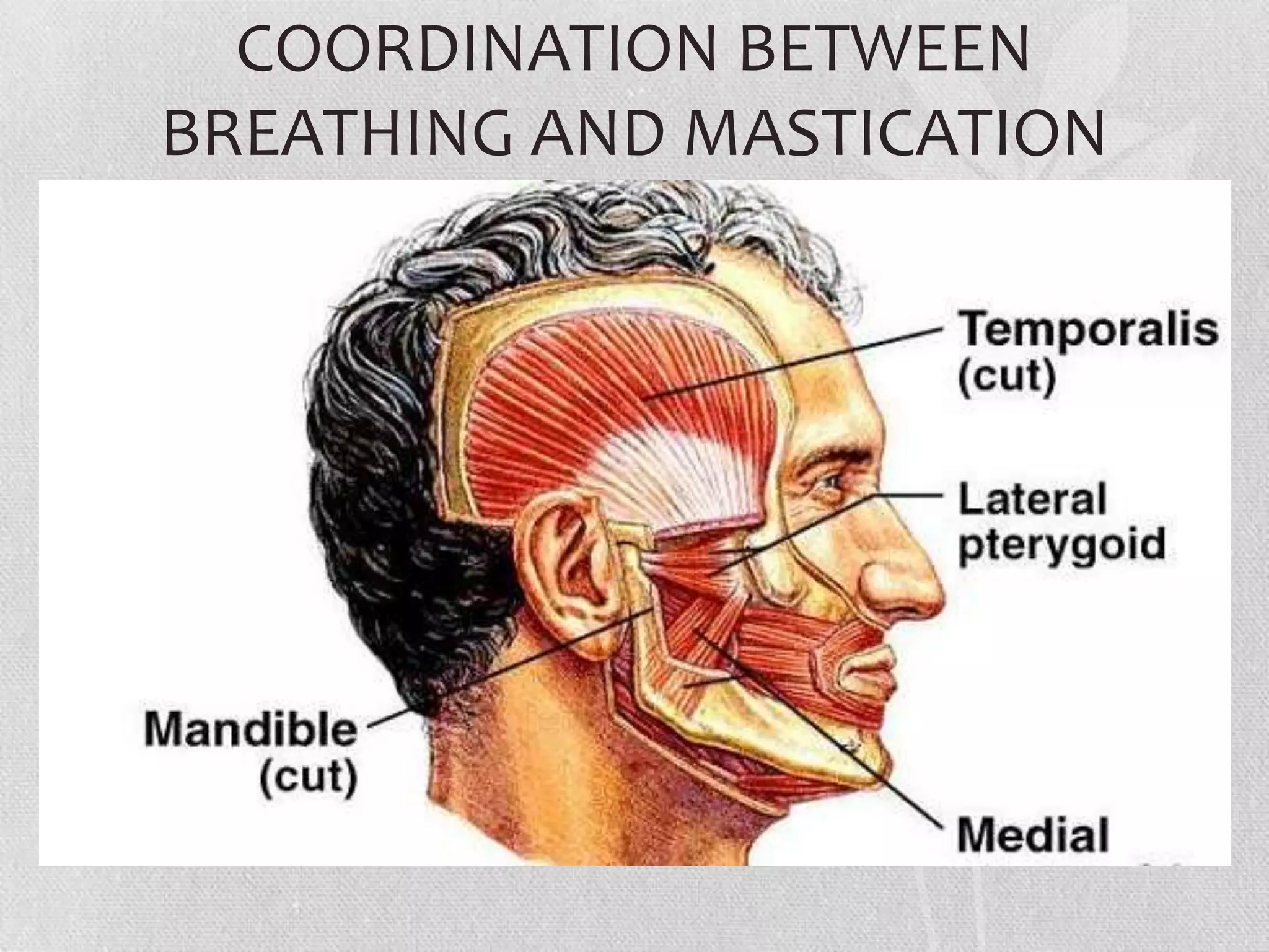 Coordination of mastication, swallowing and breathing | PPTX
