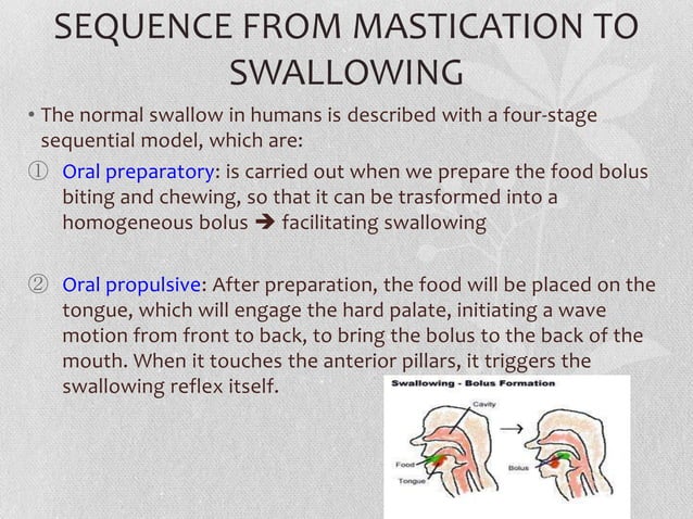 Coordination of mastication, swallowing and breathing | PPT | Free Download