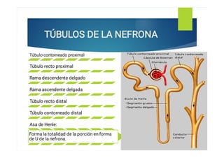 Anatomía funcional del sistema renal .pdf