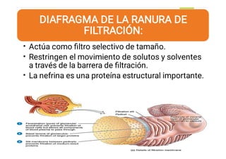 Anatomía funcional del sistema renal .pdf