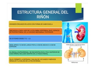Anatomía funcional del sistema renal .pdf