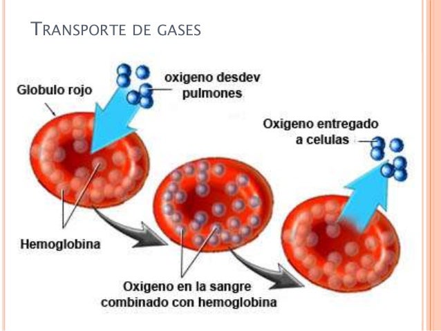 Fisio Anato Sangre