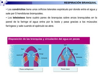 Fisiología Animal: la respiración | PPT