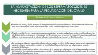 FISIOLOGÍA-DEL-SISTEMA-REPRODUCTOR-MASCULINO.pptx