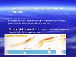 Fisiología Muscular | PPT