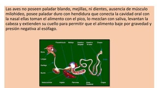 Fisiología aviar.pptx