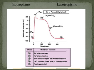 Fisiología básica cardiaca | PPTX