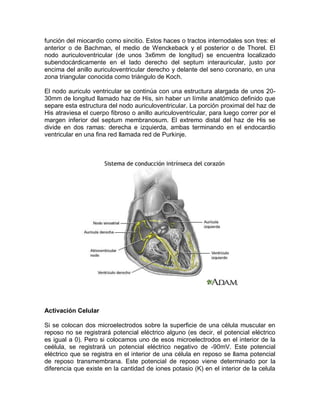 Fisiología cardiaca | PDF