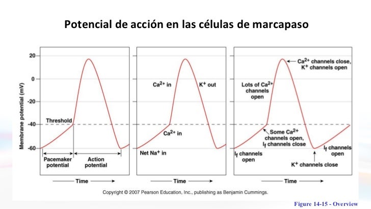 Fisiología cardiaca el corazón como bomba
