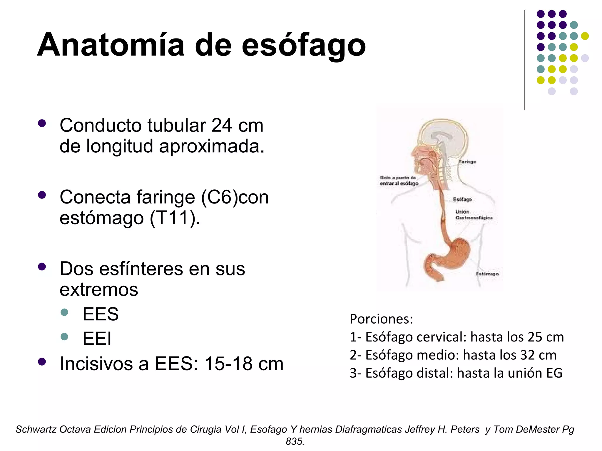 Fisiología de faringe y esófago | PPT | Ear, Nose and Throat Conditions ...