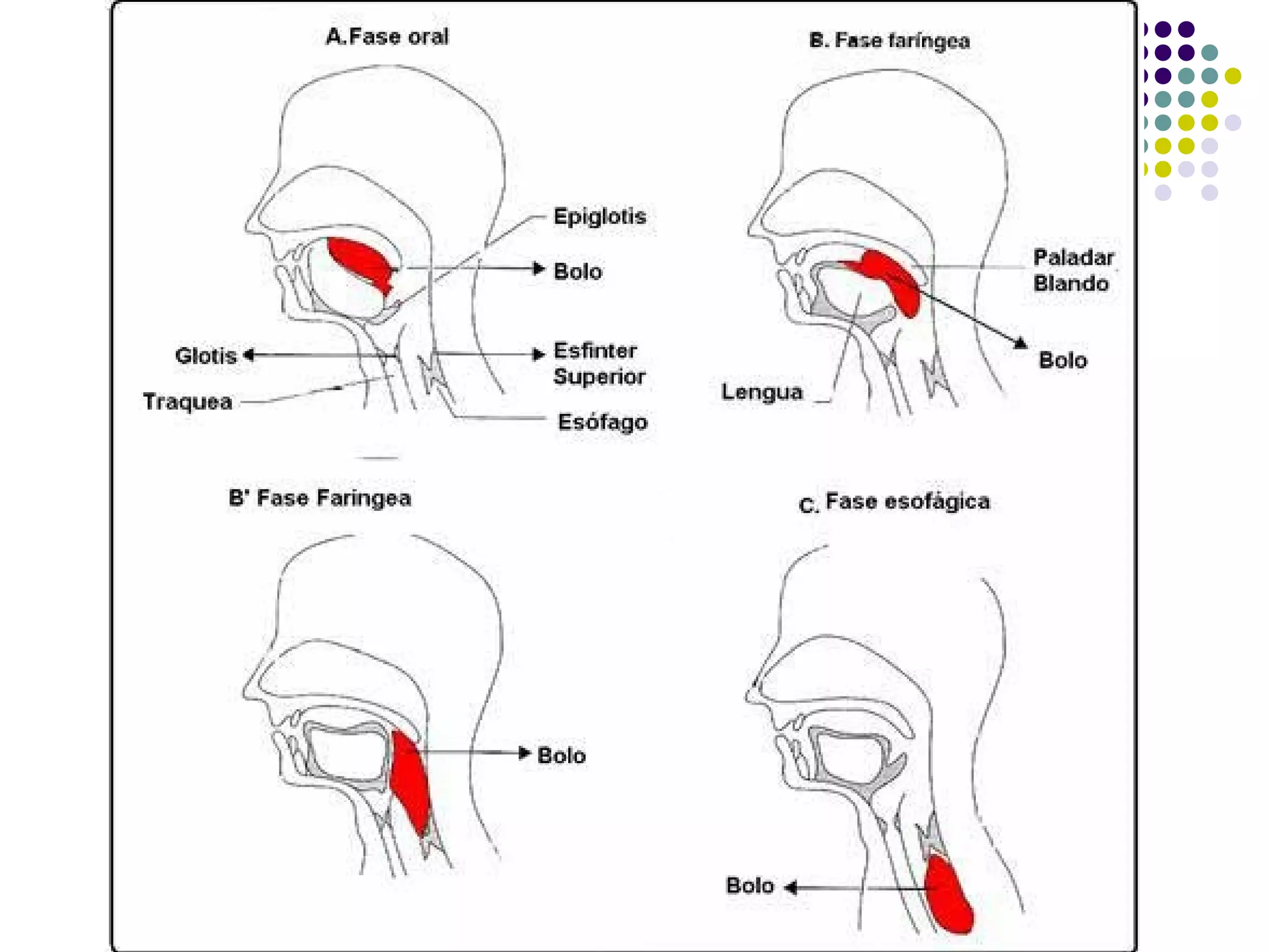 Fisiología de faringe y esófago