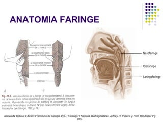 Fisiología de faringe y esófago | PPT