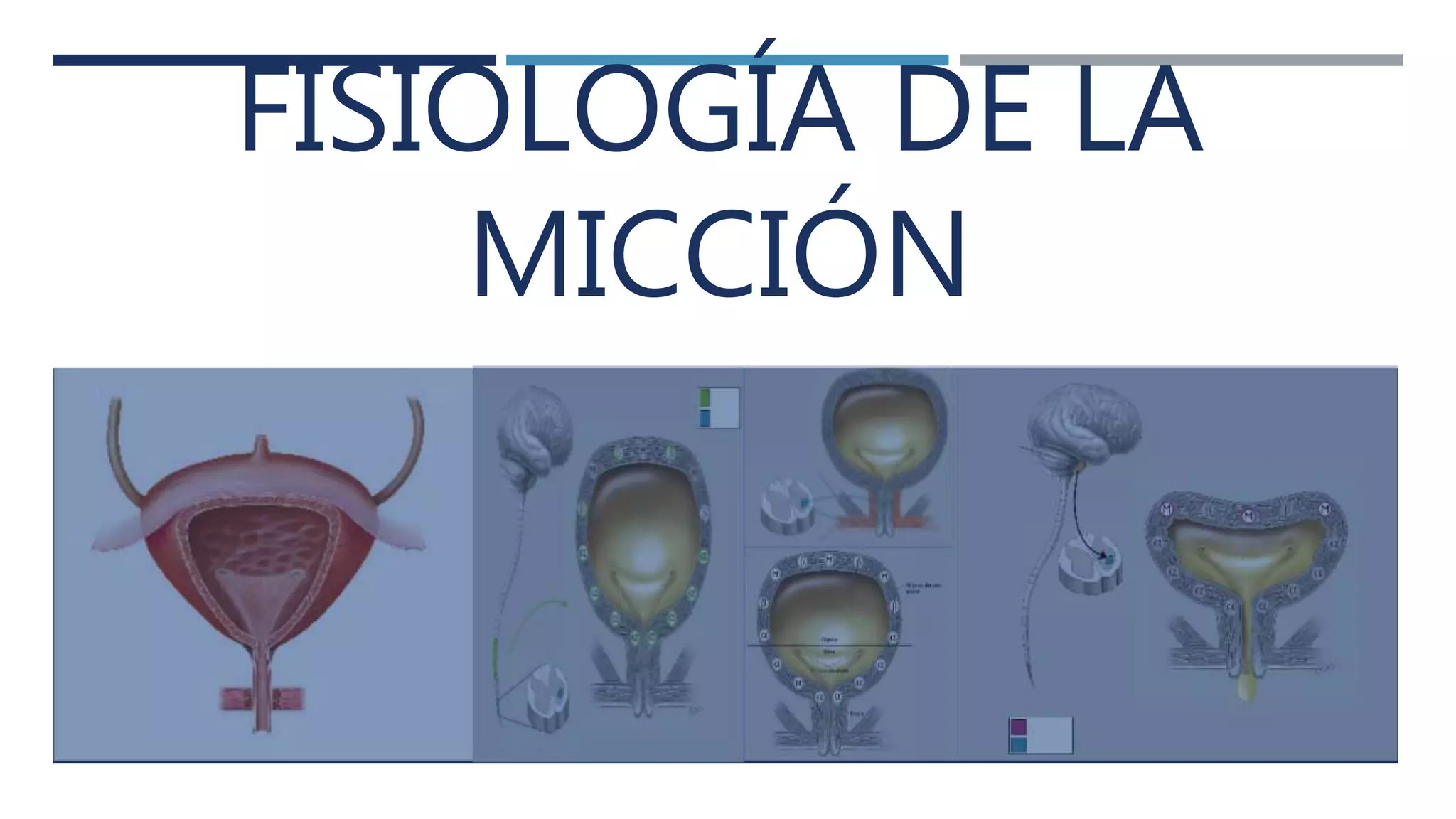 Fisiología de la micción | PPTX