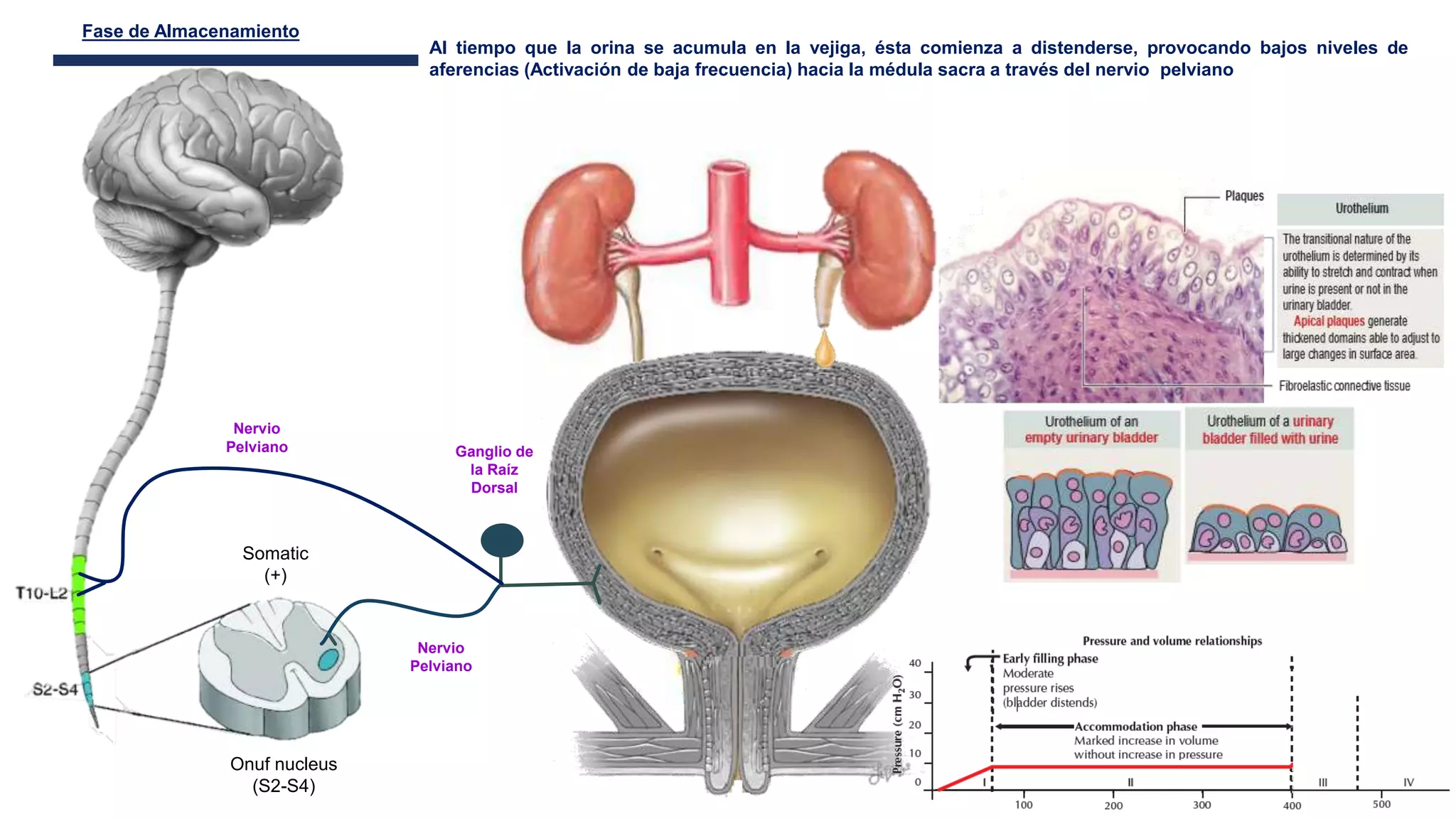 Fisiología de la micción | PPTX