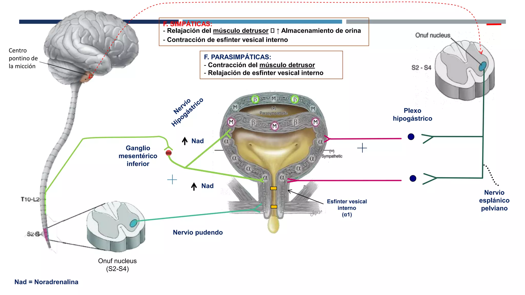 Fisiología de la micción | PPTX