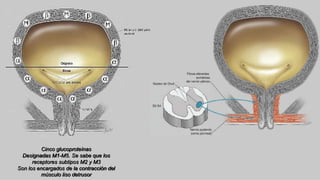 Fisiología de la micción | PPTX
