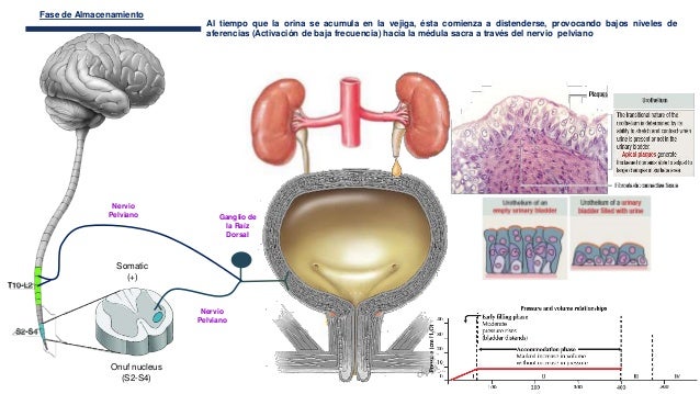 Fisiología de la micción